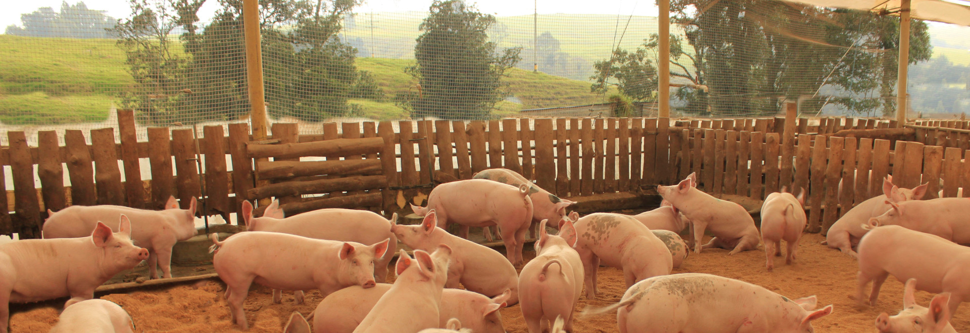 Porcicola La Linda – Diversificación en la oferta de los productos ...